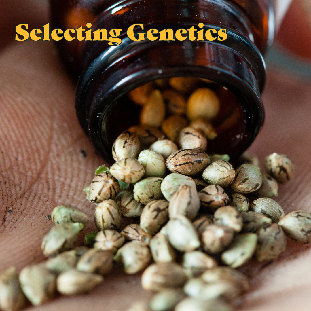 Grow Tips: Choosing the Proper Genetics – Maricann